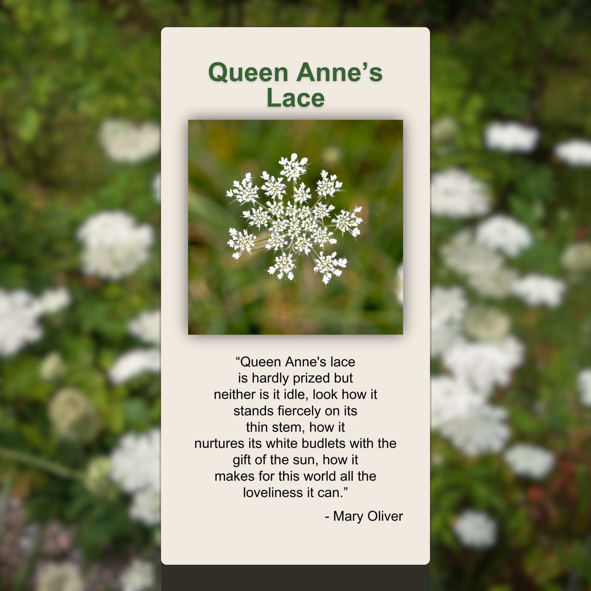 Queen Anne's Lace – The Visitor Experience